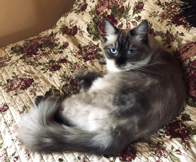 Breeding Queen Ragdolls of Hoosier Heart Throb Ragdoll Cattery Indiana ...