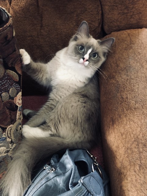 Breeding Queen Ragdolls of Hoosier Heart Throb Ragdoll Cattery Indiana ...