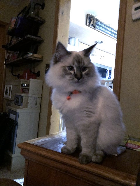 Breeding King Ragdolls of Hoosier Heart Throb Ragdoll Cattery Indiana ...