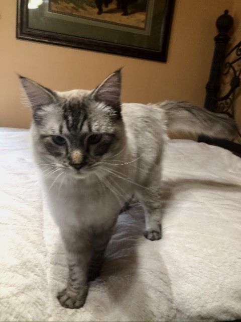 Breeding King Ragdolls of Hoosier Heart Throb Ragdoll Cattery Indiana ...