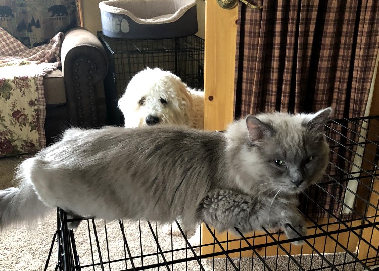 Breeding King Ragdolls of Hoosier Heart Throb Ragdoll Cattery Indiana ...