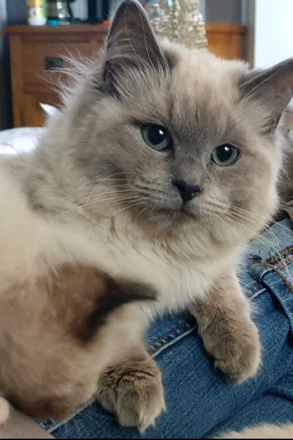 Breeding King Ragdolls of Hoosier Heart Throb Ragdoll Cattery Indiana ...