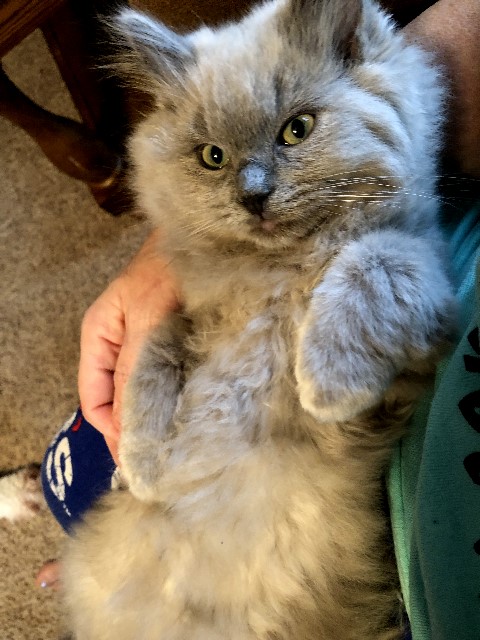 Breeding King Ragdolls of Hoosier Heart Throb Ragdoll Cattery Indiana ...