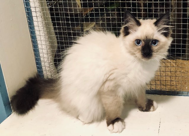 Violet-Samson Litter 11 May 22-Lt green collar female 8-26-22 ...