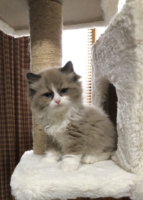 Violet-Samson_ Yellow Collar Male Seal Mink BiColor_12-14-22 ...