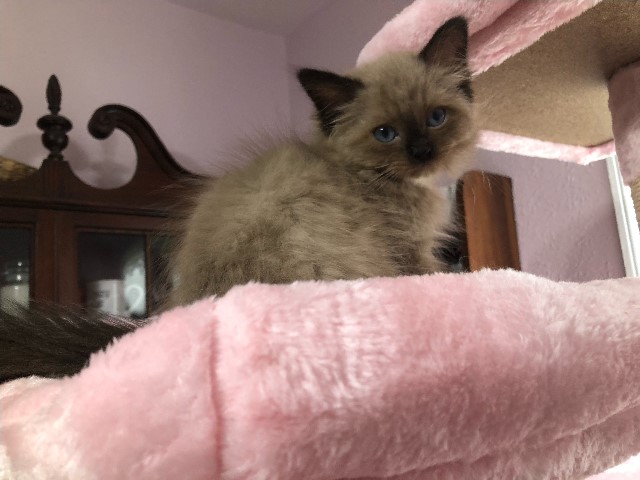 Tootsie-Greyson dob 6-10-23 Bright Blue Collar Male Seal Point Sepia b ...