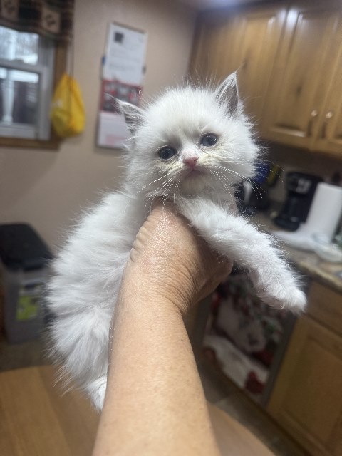 Athena-Pepe le Pew dob 10-29-24 Female Trad Blue Point BiColor d ...